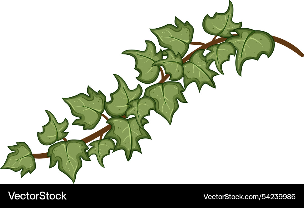 Garden green ivy cartoon Royalty Free Vector Image