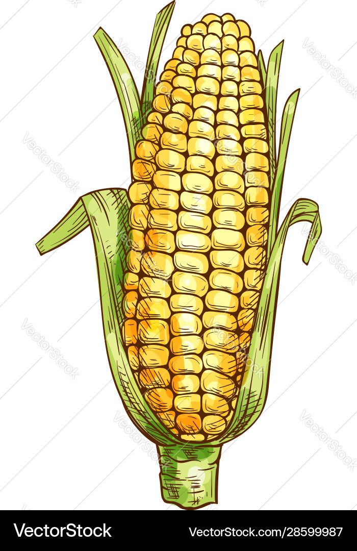 Corn cob isolated maize with green leaves sketch Vector Image
