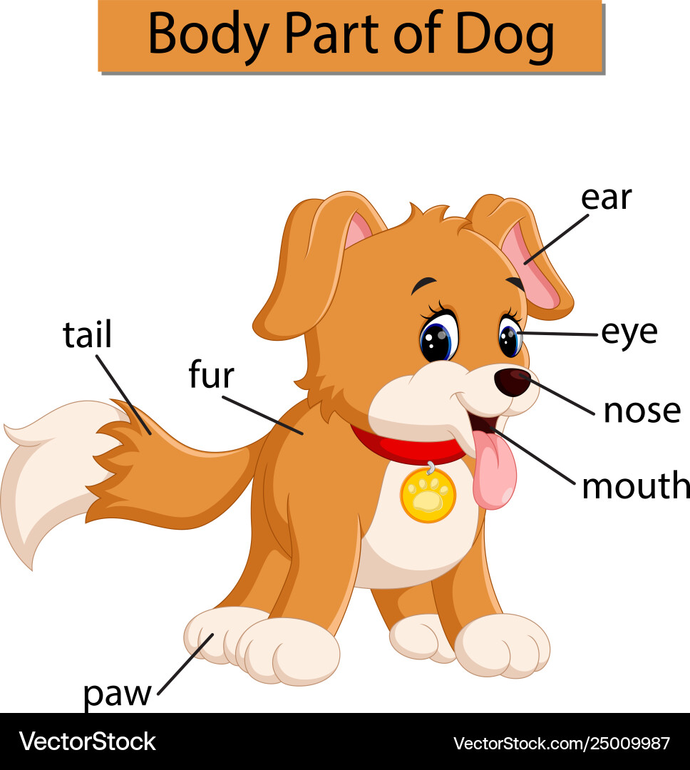 Diagram showing body part dog Royalty Free Vector Image