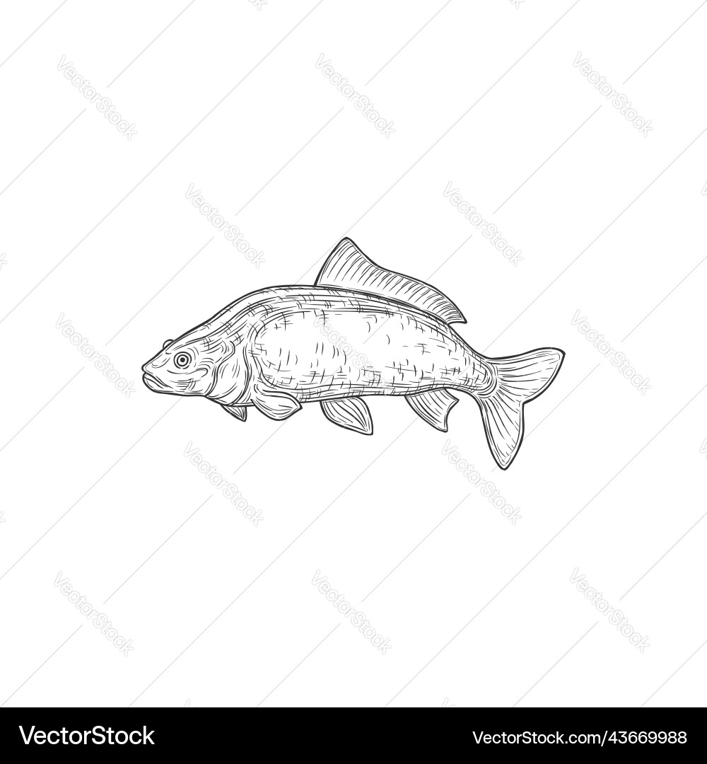 Common carp fish hand drawn sketch icon Royalty Free Vector
