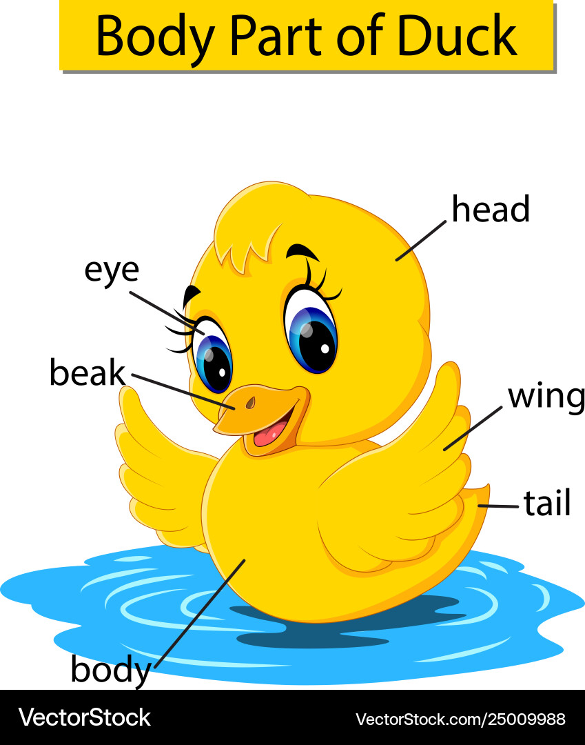Diagram showing body part duck Royalty Free Vector Image