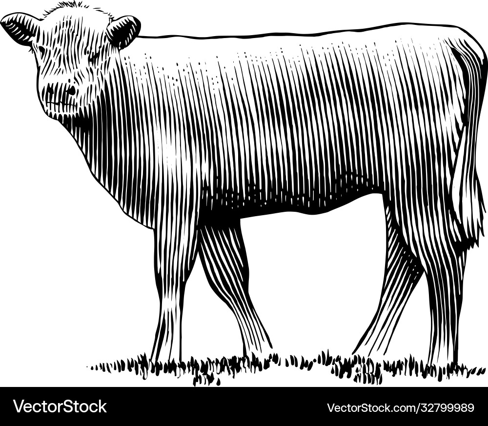 Calf Royalty Free Vector Image - VectorStock