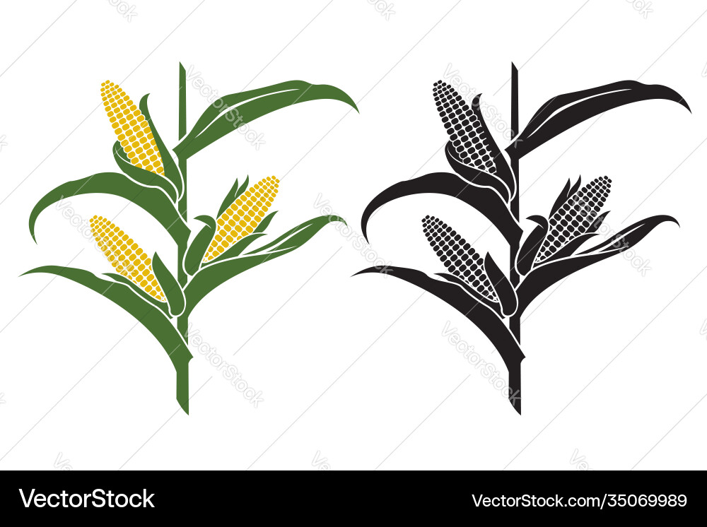 Corn Stalk Silhouette Vector