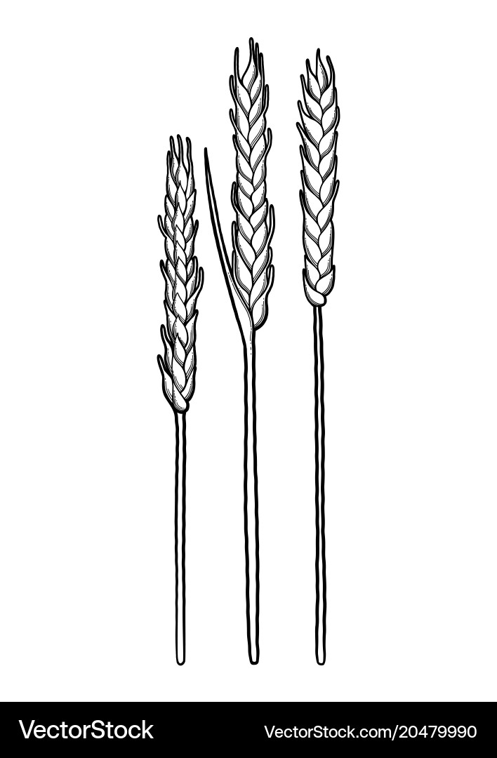 Graphic malt set Royalty Free Vector Image - VectorStock