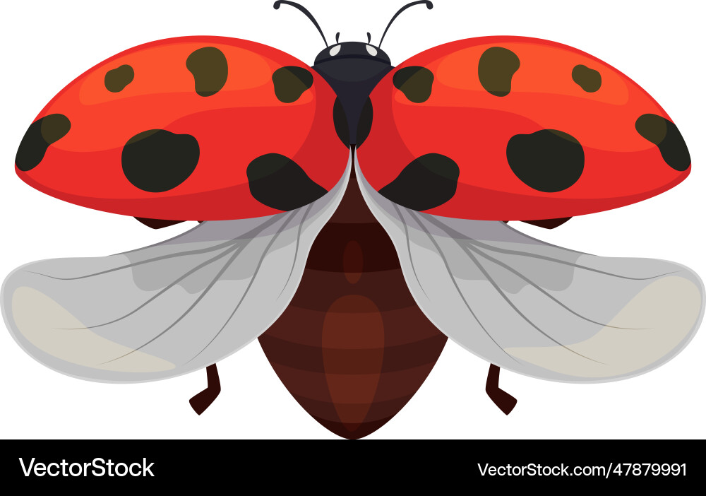 Ladybug with open wings ready to flying red Vector Image