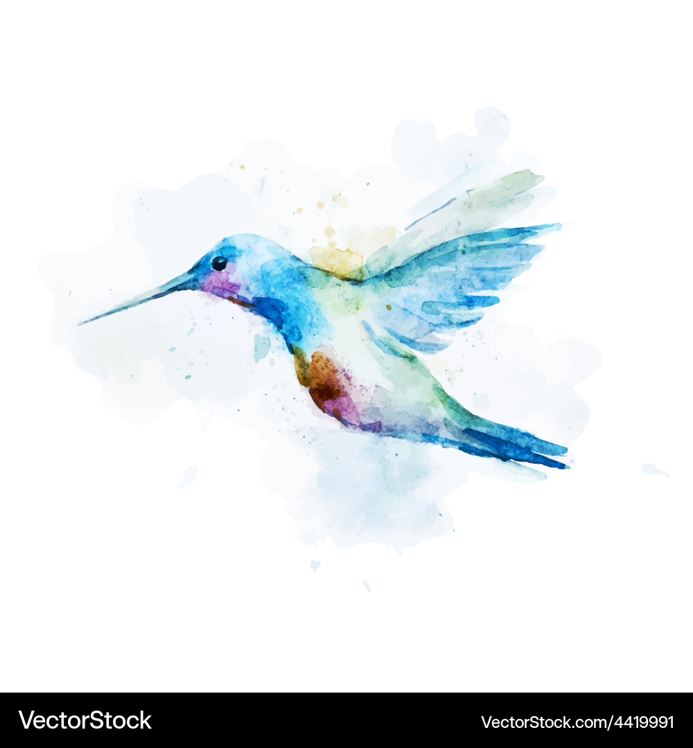Watercolor colibri bird Royalty Free Vector Image