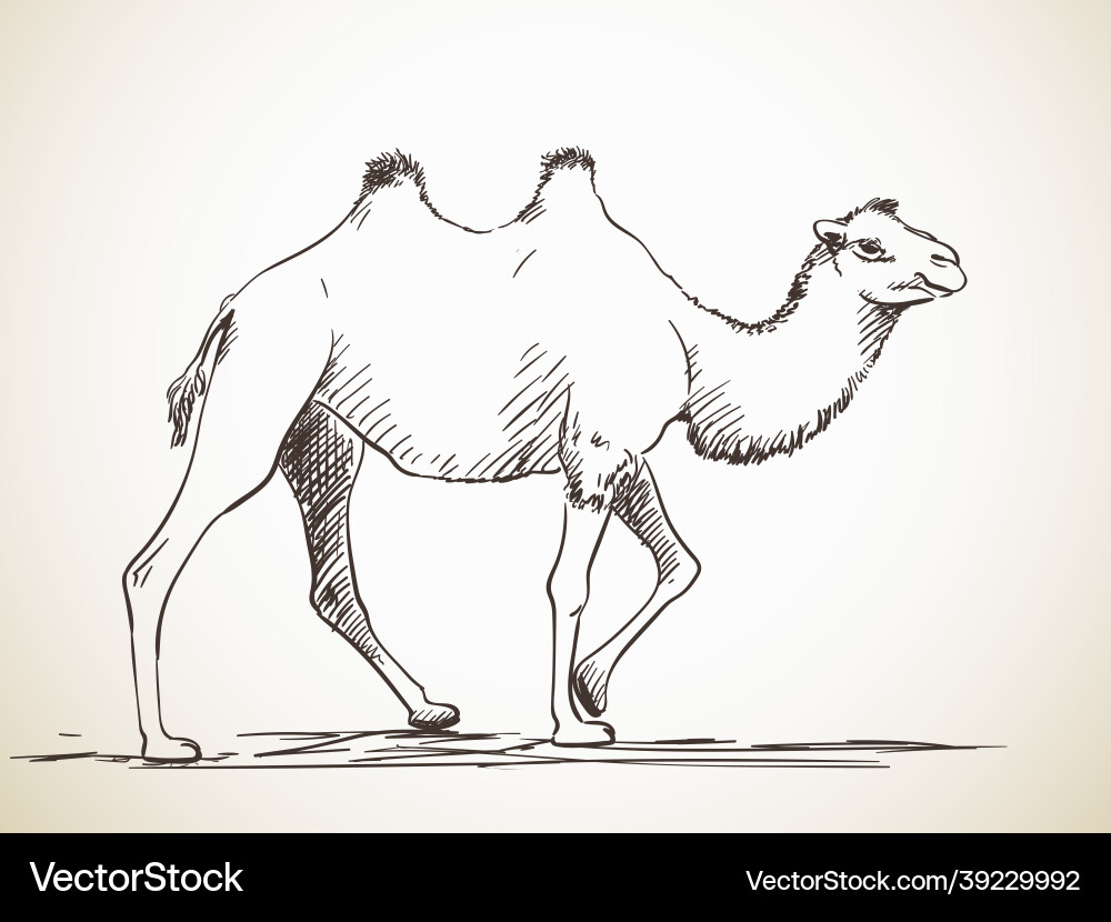 Camel Royalty Free Vector Image - VectorStock