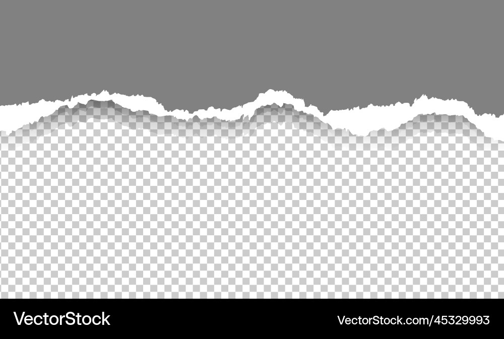 Grey ripped paper and isolated transparent Vector Image