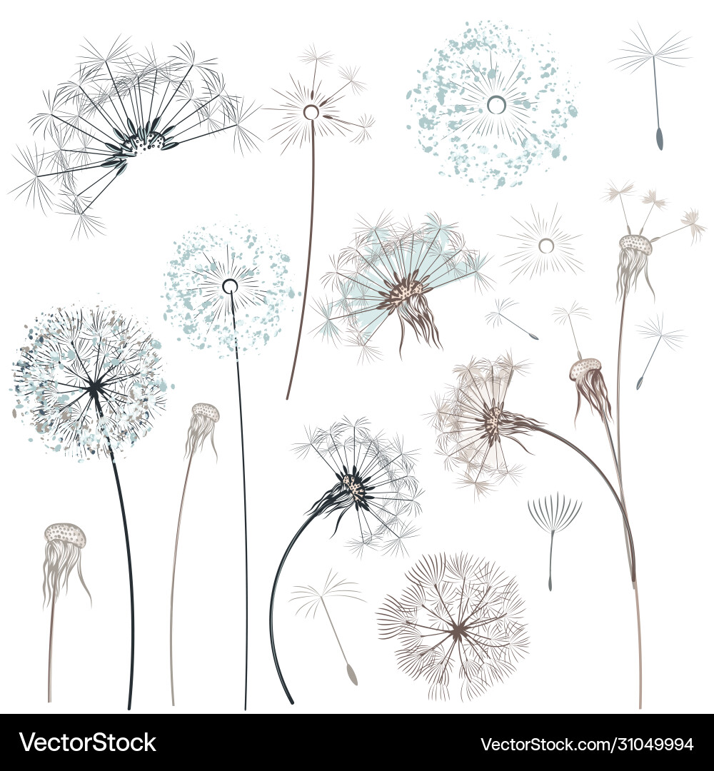 Set hand drawn dandelions for design Royalty Free Vector