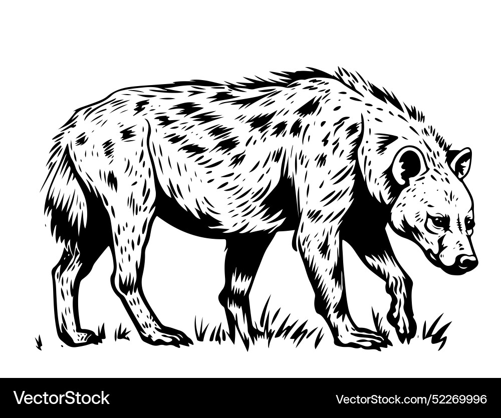 Hyena logo icon with piercing stare isolated Vector Image