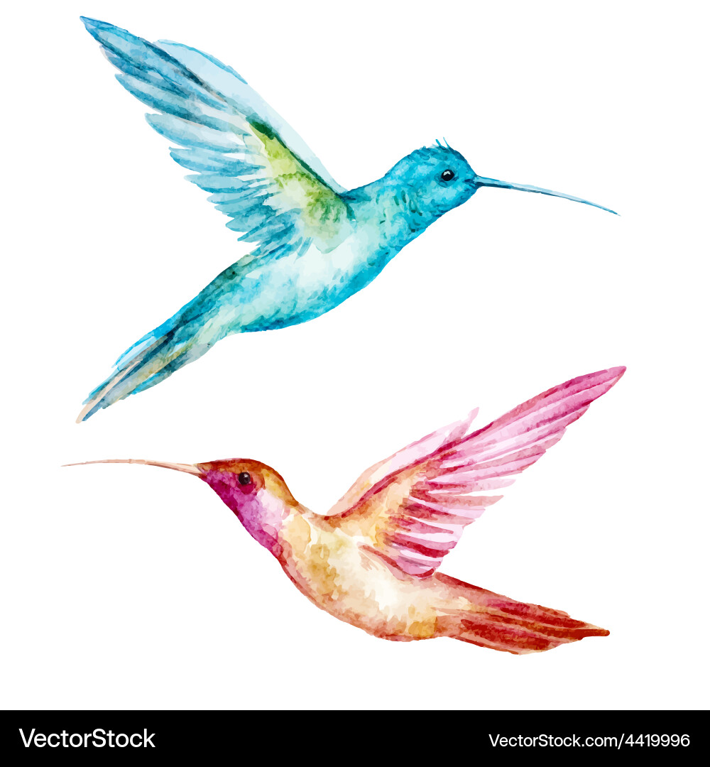 Watercolor colibri bird Royalty Free Vector Image