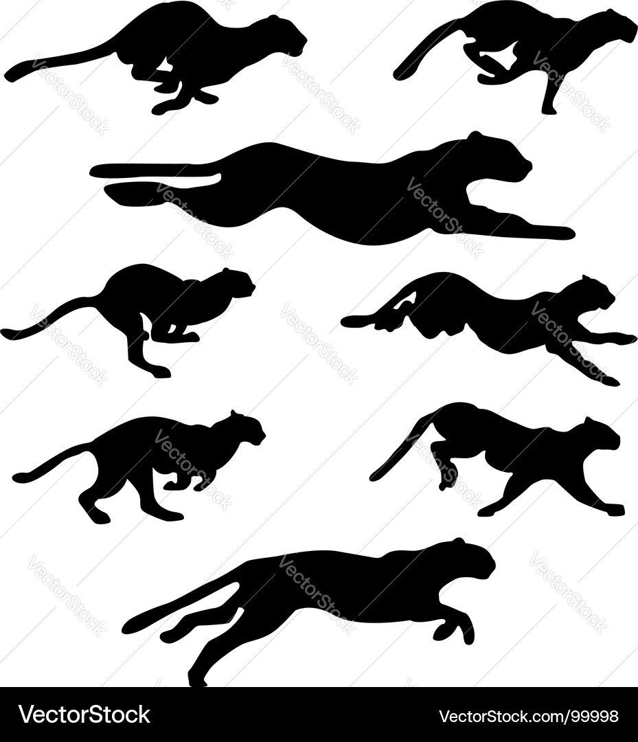 Wildcats set Royalty Free Vector Image - VectorStock