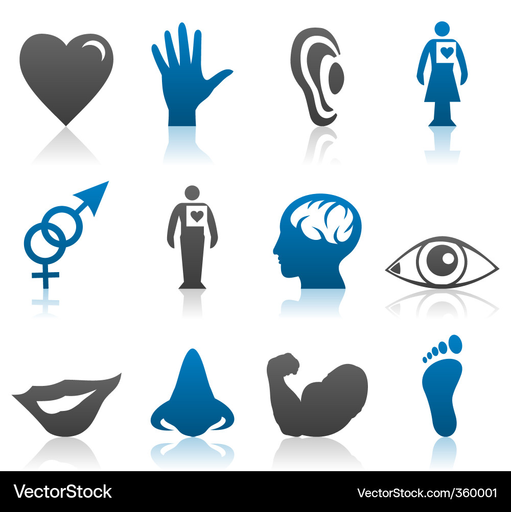 Physiology icons Royalty Free Vector Image - VectorStock