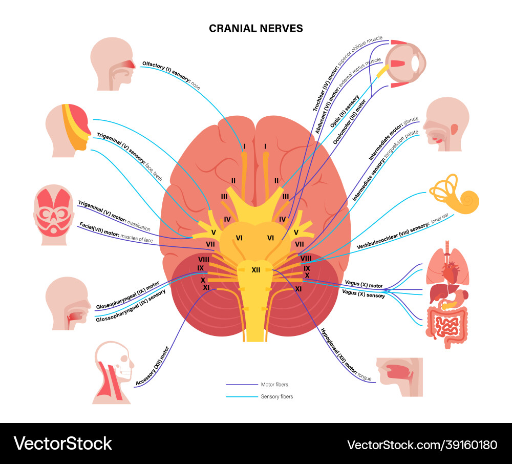 Cranial nerves diagram Royalty Free Vector Image