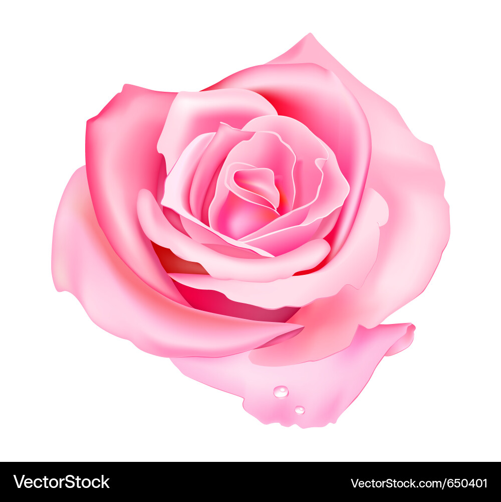 Pink rose Royalty Free Vector Image - VectorStock
