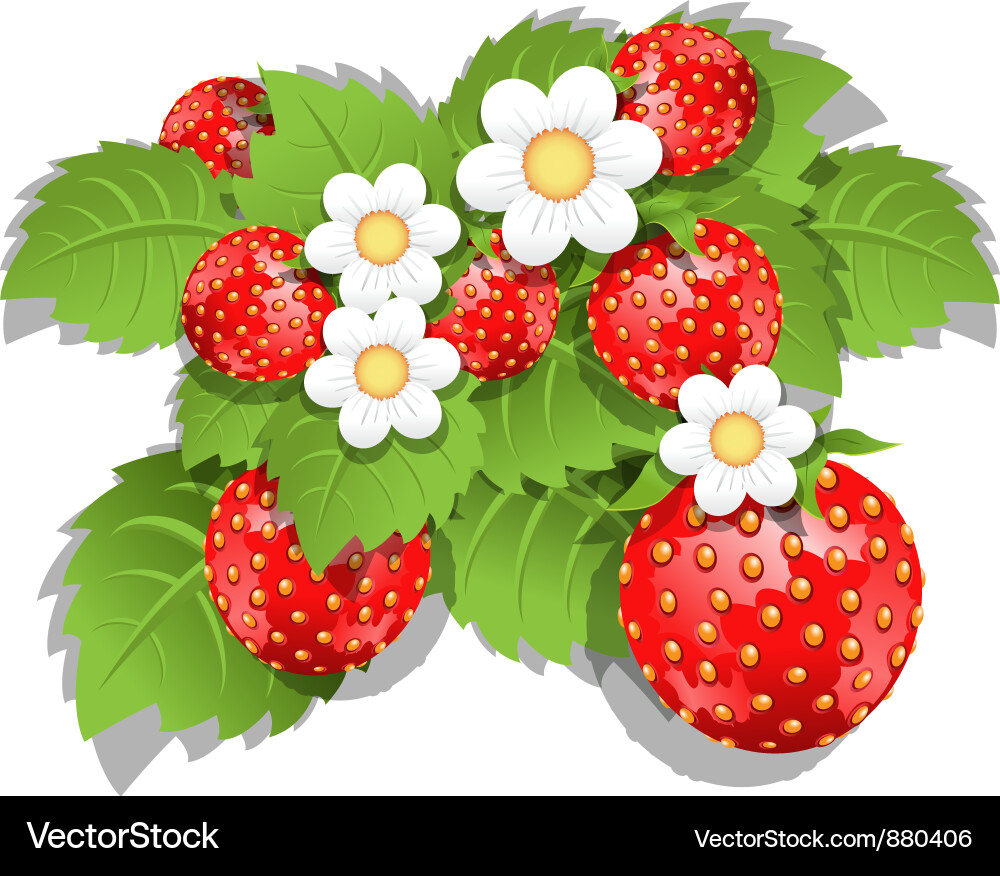 Strawberry bush Royalty Free Vector Image - VectorStock