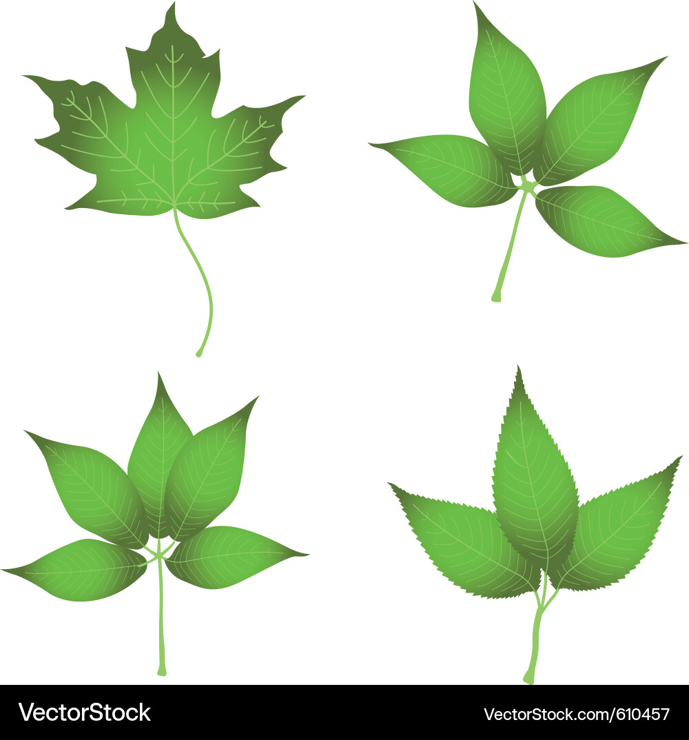 Set of leaves Royalty Free Vector Image - VectorStock