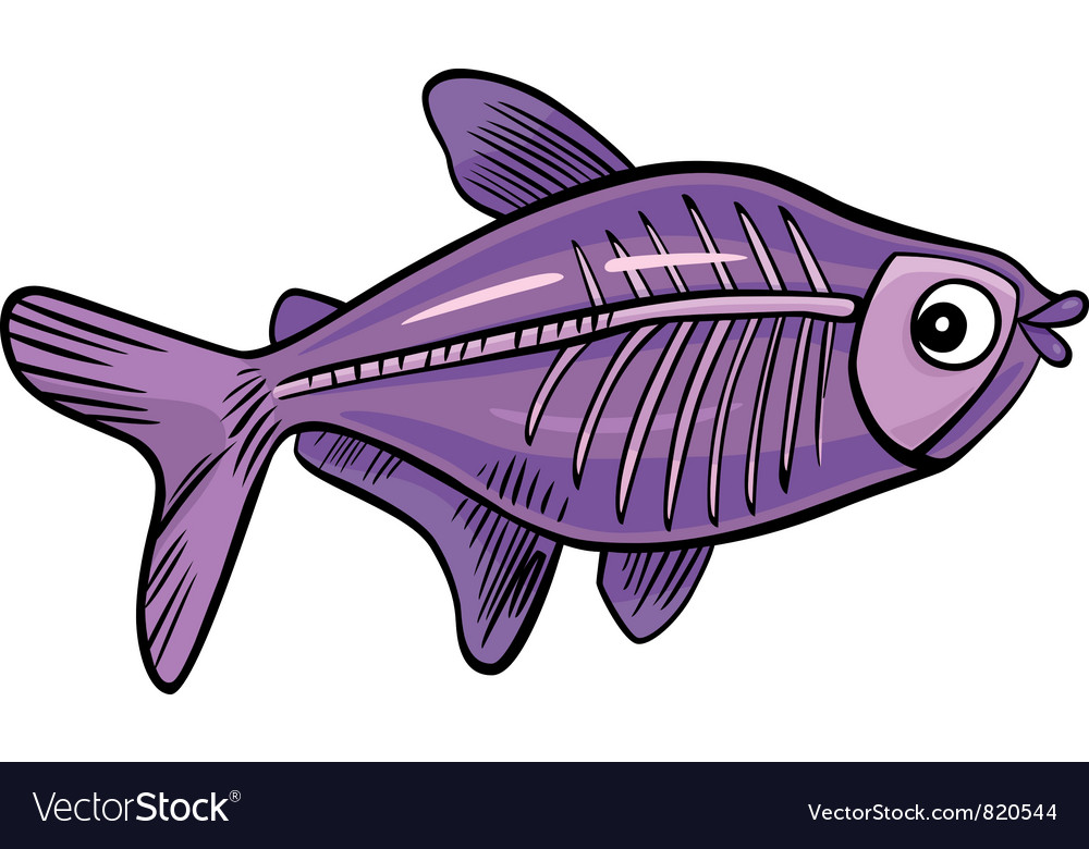 X-ray fish Royalty Free Vector Image - VectorStock X-ray fish Royalty Free Vector Image - VectorStock