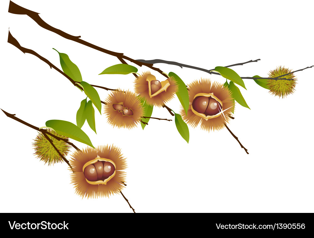 Icon chestnut Royalty Free Vector Image - VectorStock