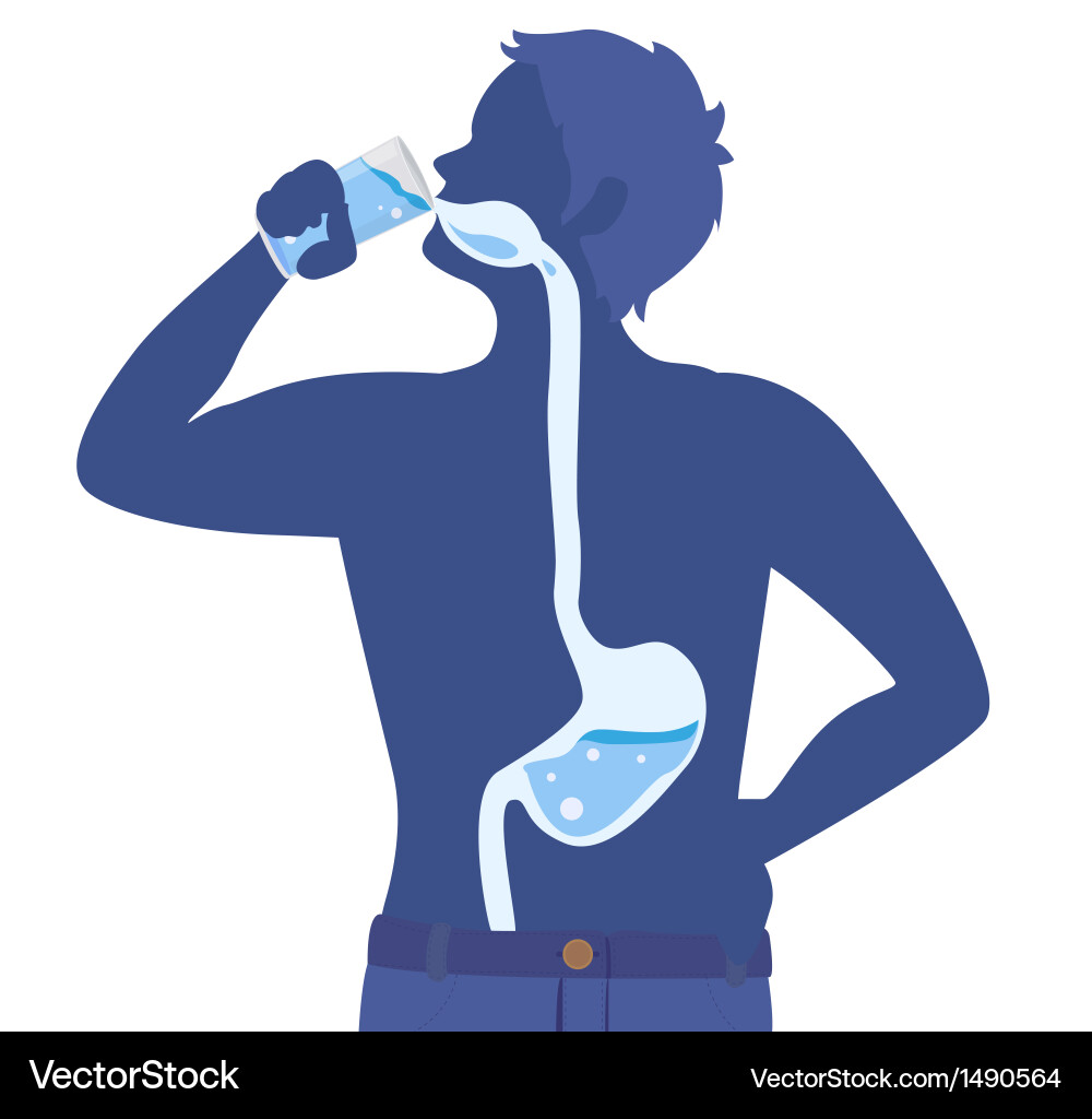 Drinking water Royalty Free Vector Image - VectorStock