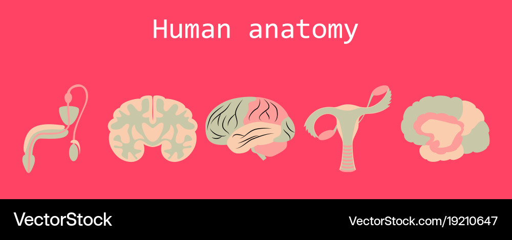 Human body internal organs medical flat isolated Vector Image