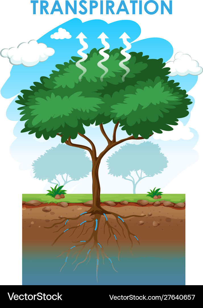 Diagram showing transpiration tree Royalty Free Vector Image