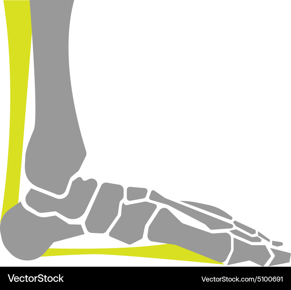 Flat Icon of Foot Bones on White Background Vector Image
