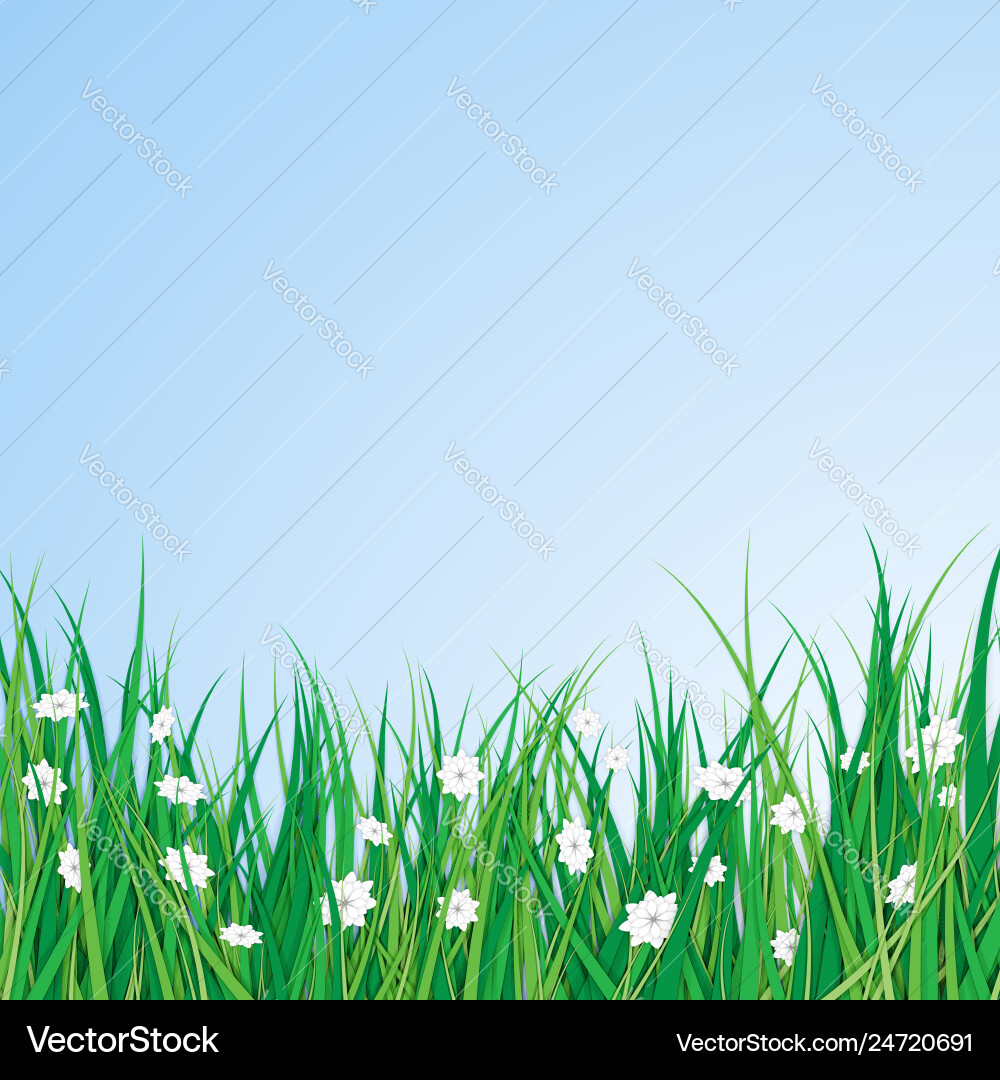 Spring green grass with white blossom flowers Vector Image