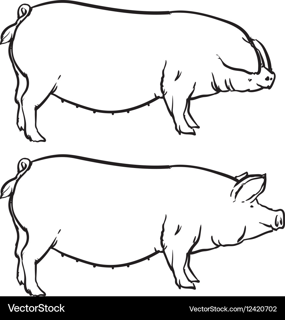 Drawing outline Hand drawn pig isolated Royalty Free Vector