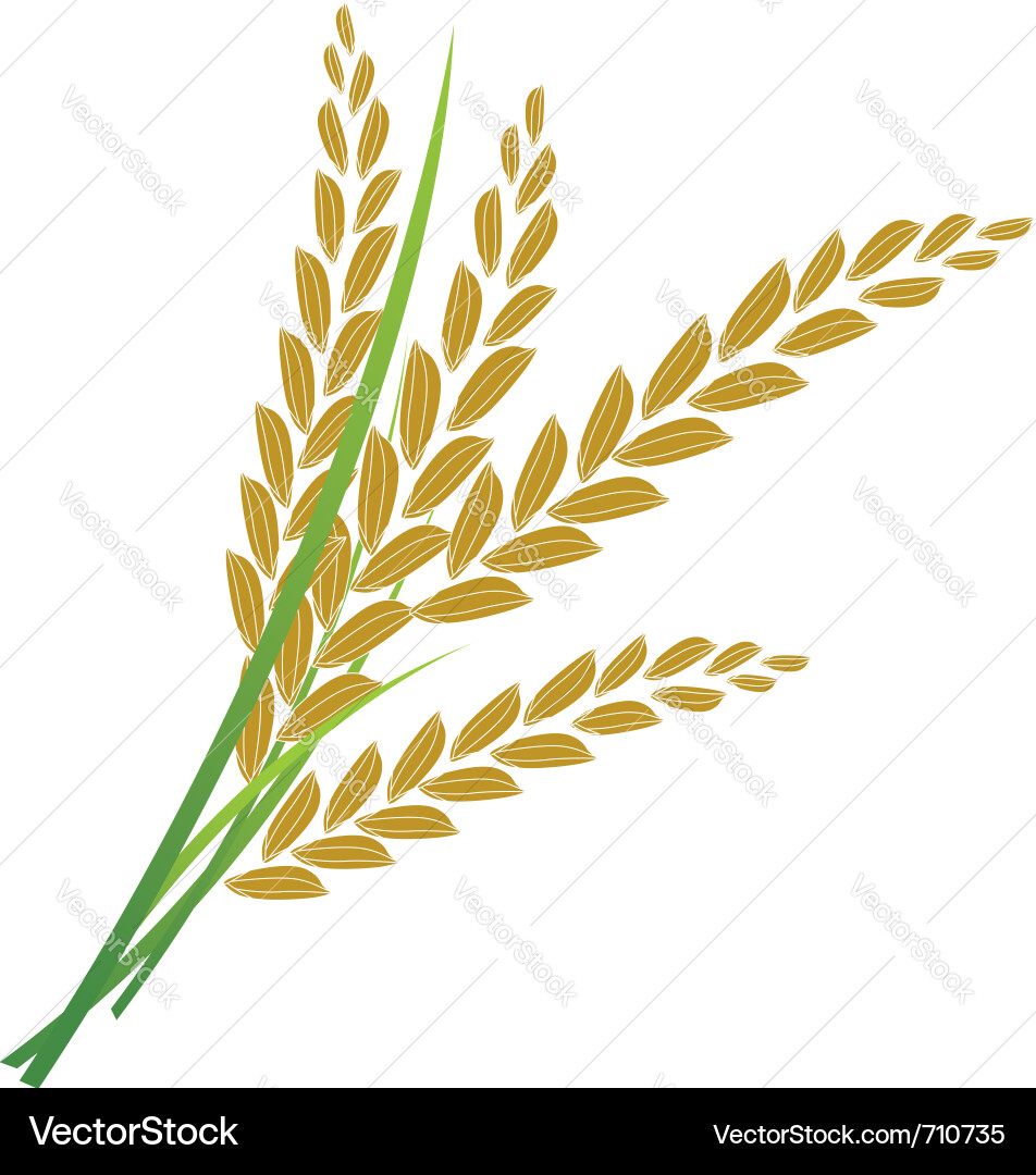 Rice Royalty Free Vector Image - VectorStock