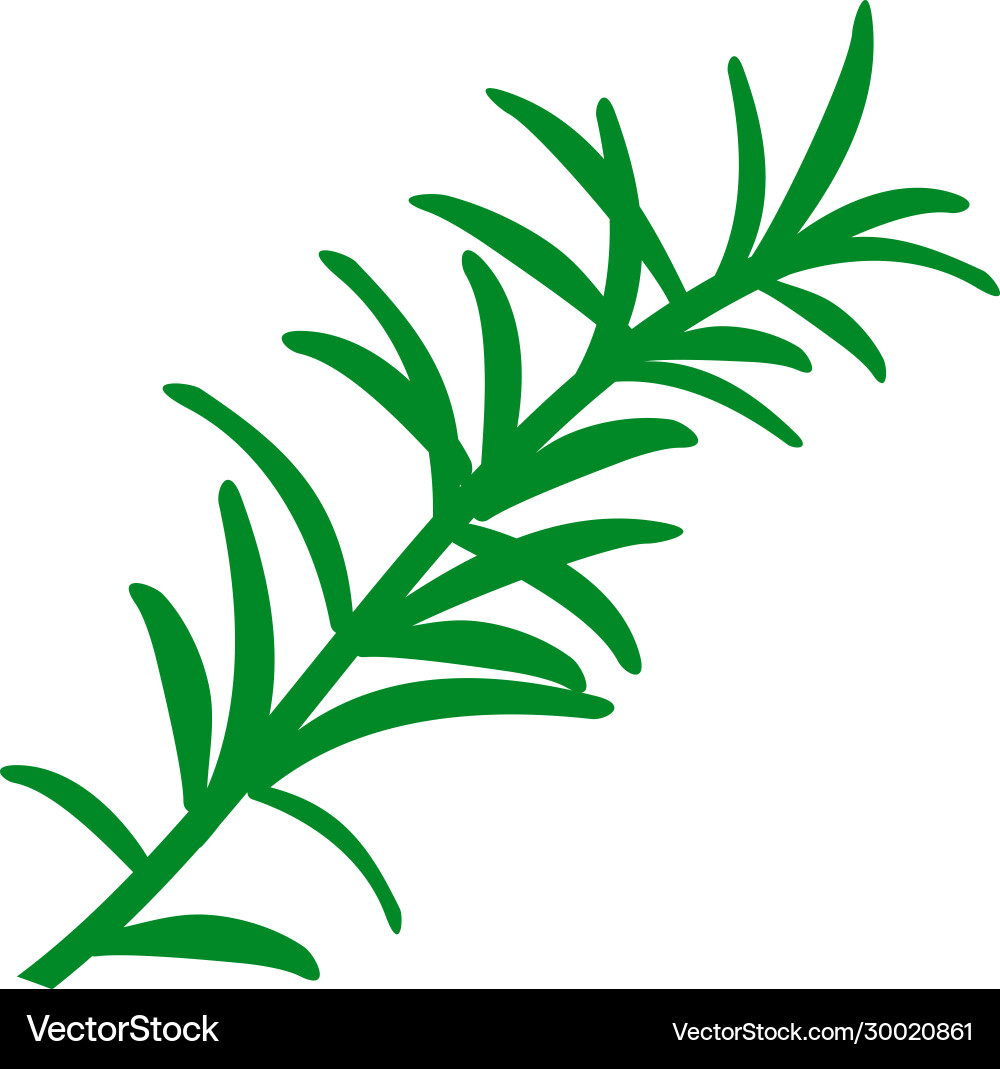 Rosemary branch isolated on white background Vector Image