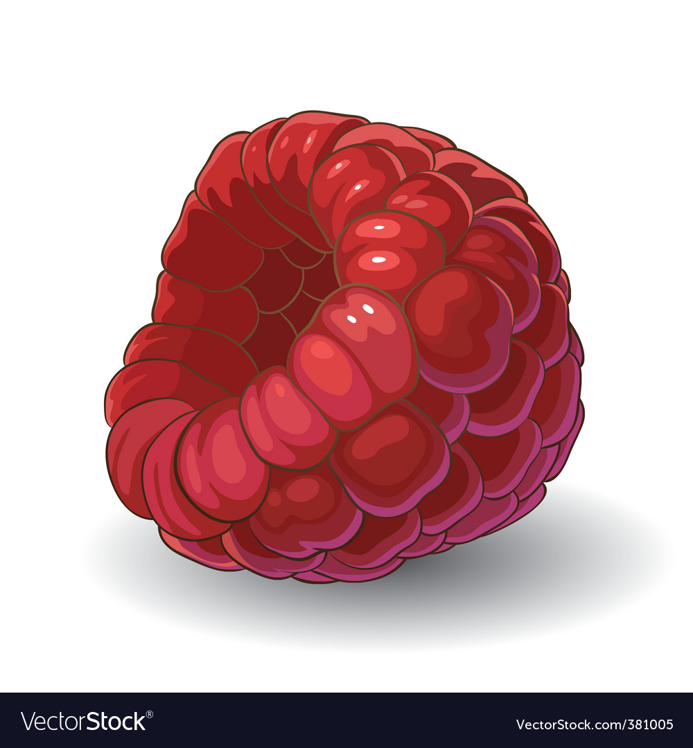 Raspberry Royalty Free Vector Image - VectorStock
