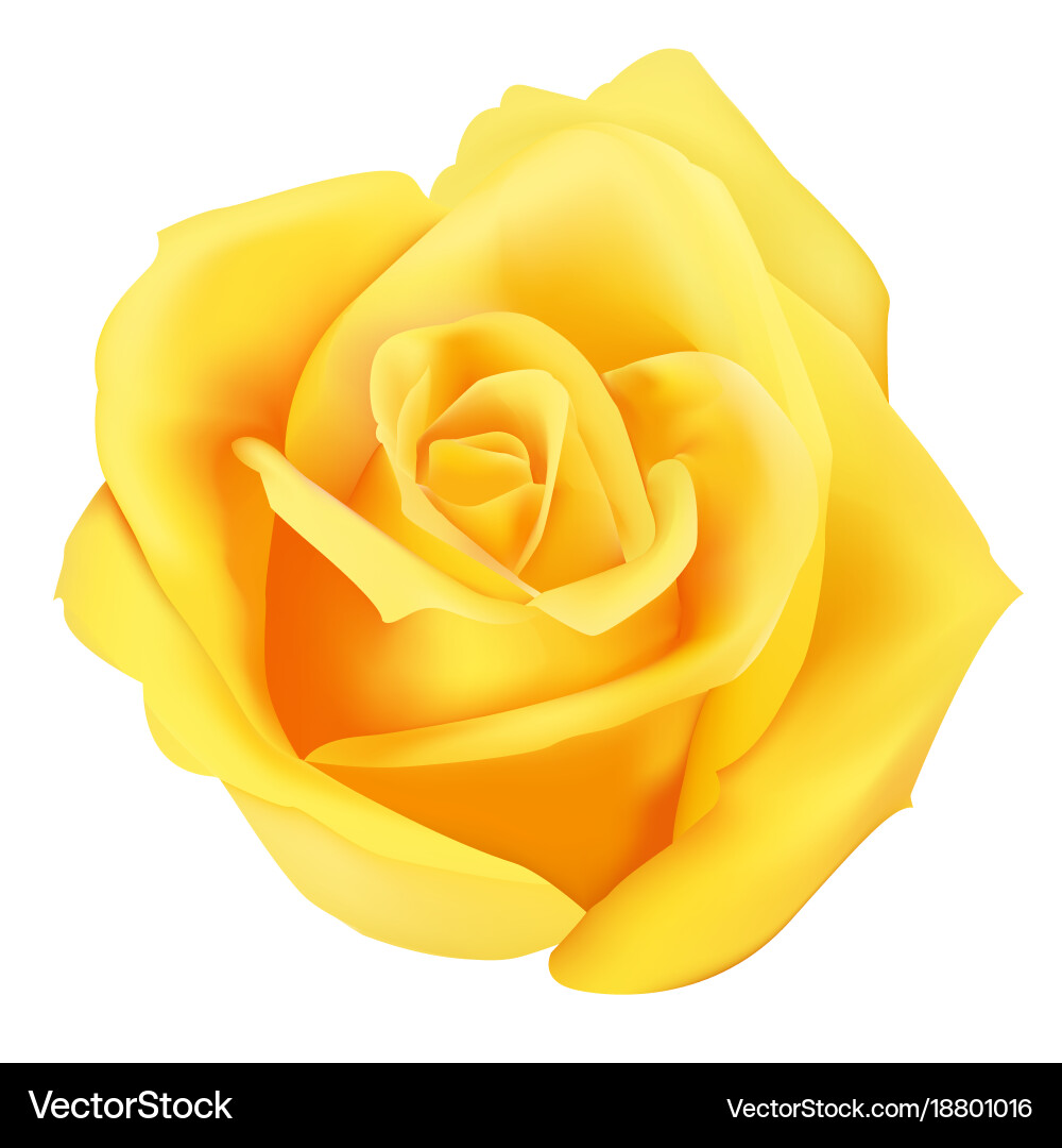 Yellow roses blooming isolated Royalty Free Vector Image