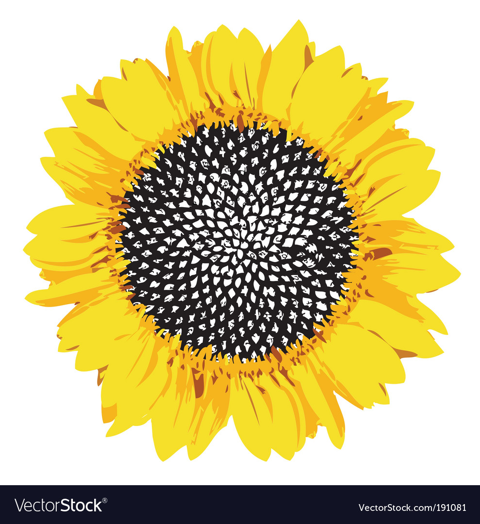 Sunflower Royalty Free Vector Image - VectorStock