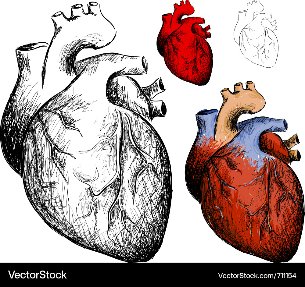 Realistic heart Royalty Free Vector Image - VectorStock
