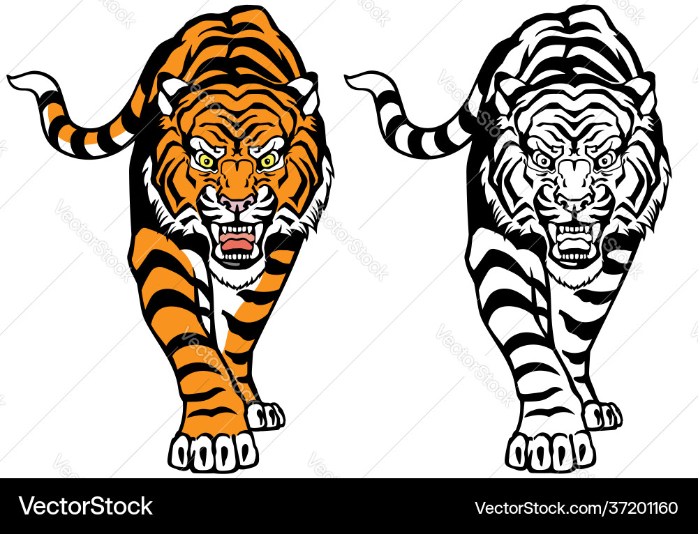 Angry roaring tiger front view Royalty Free Vector Image