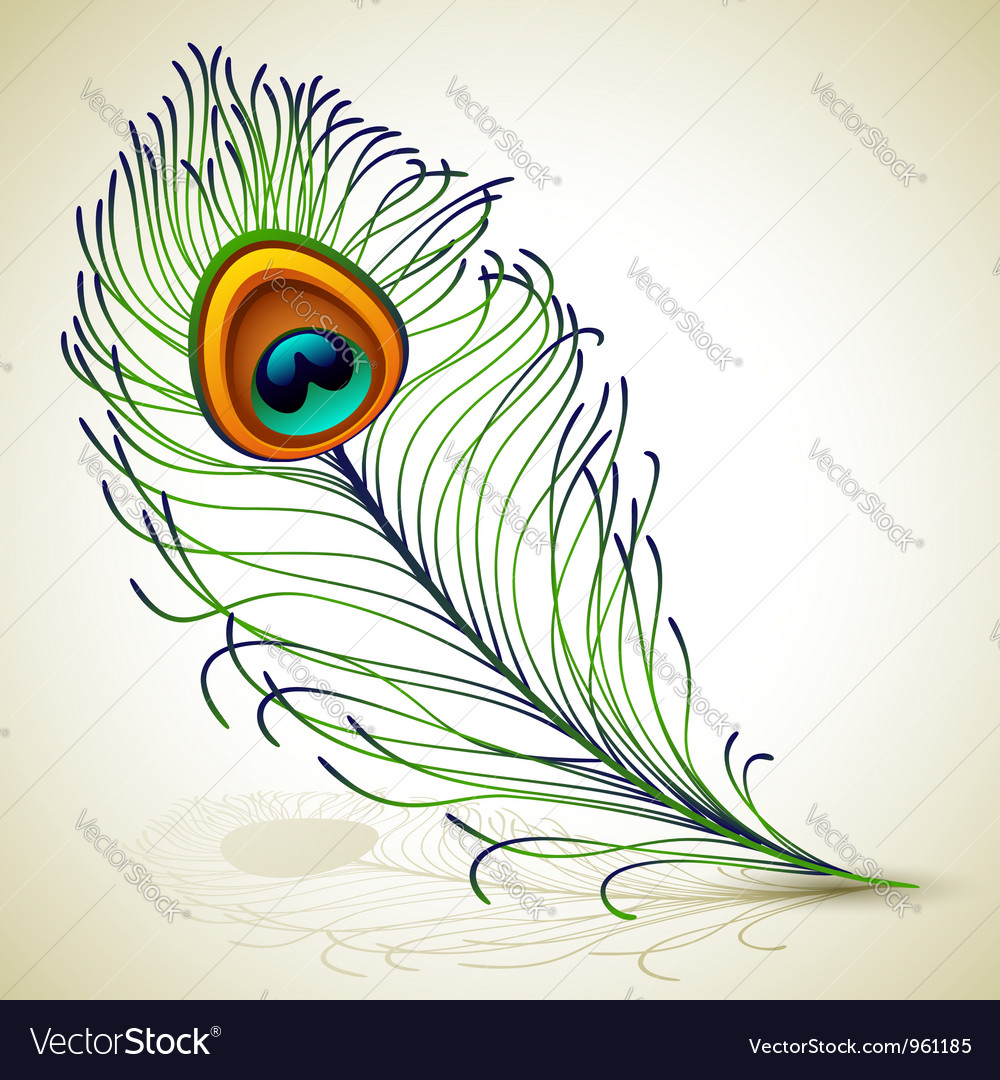 Peacock feather Royalty Free Vector Image - VectorStock