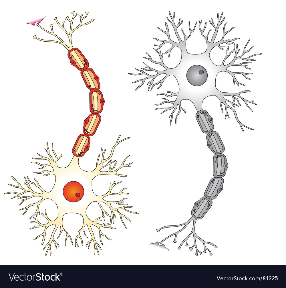 Neuron cell Royalty Free Vector Image - VectorStock