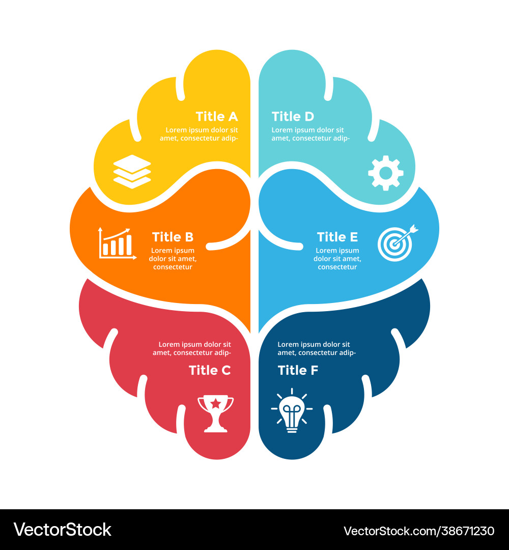 Human brain infographic left and right Royalty Free Vector