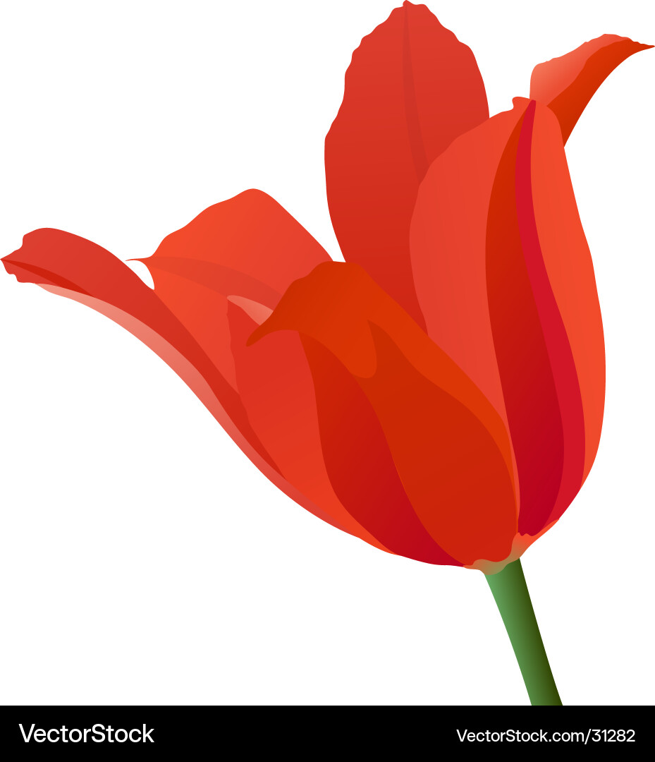 Red tulip Royalty Free Vector Image - VectorStock