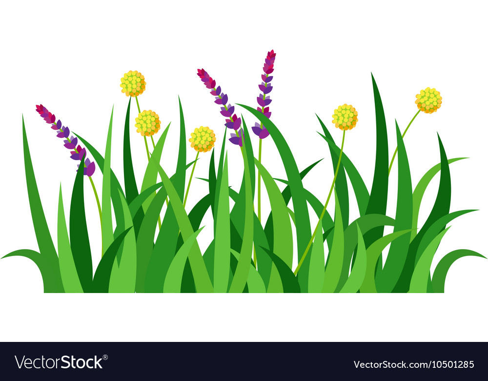 Grass Royalty Free Vector Image - VectorStock