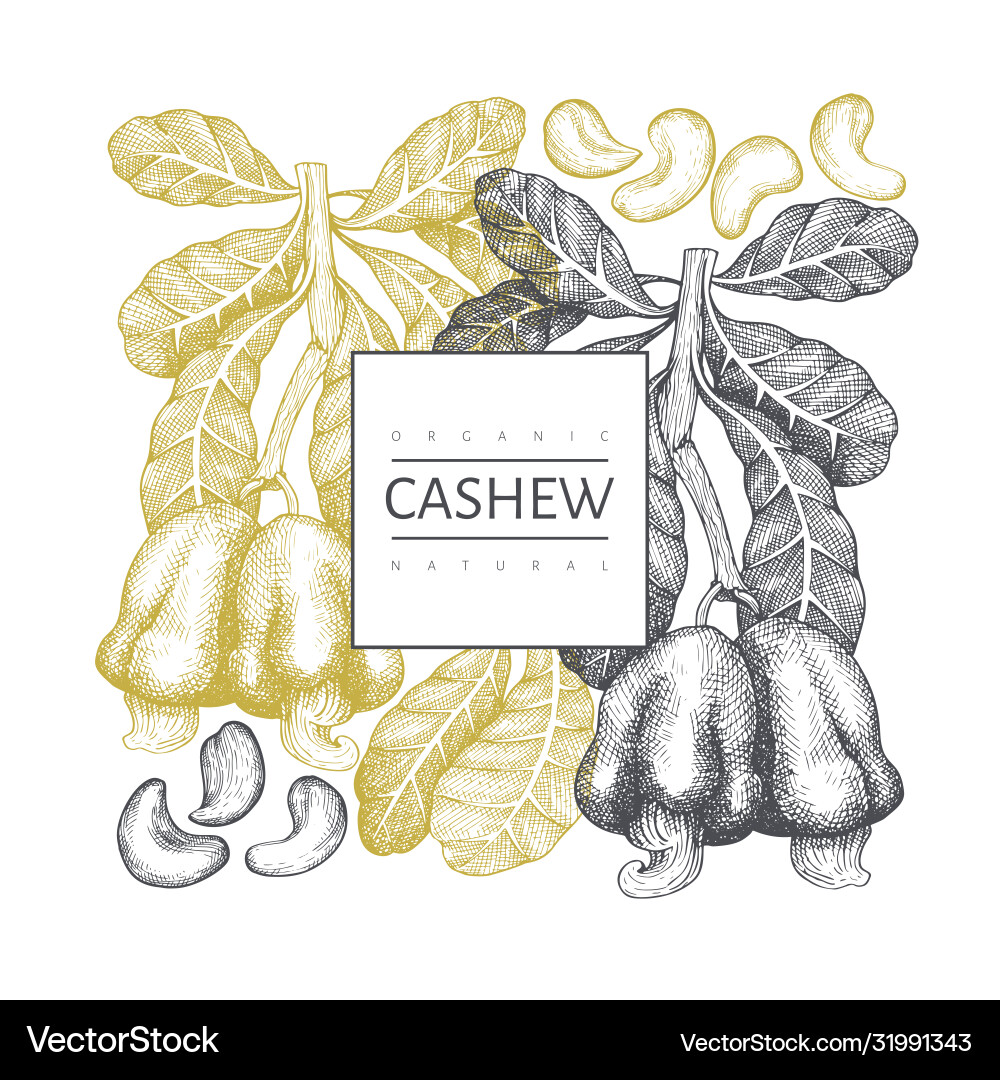 Hand drawn sketch cashew design template organic Vector Image