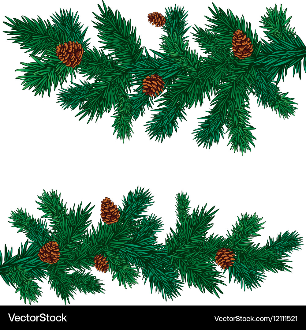 Some green spruce branches with cones Royalty Free Vector
