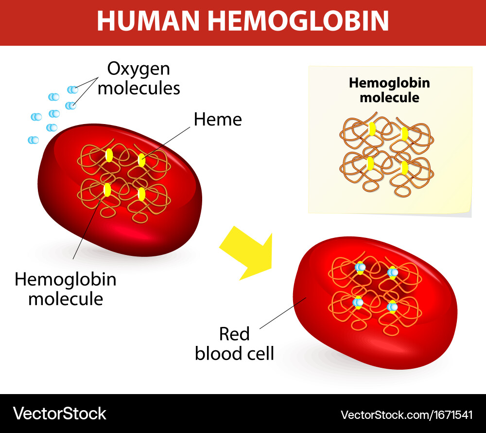 Human hemoglobin Royalty Free Vector Image - VectorStock