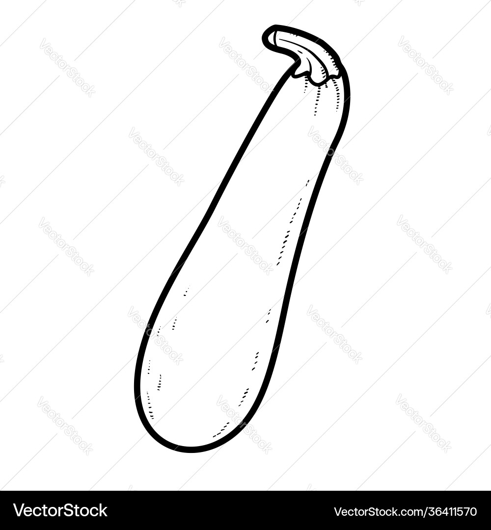 Long courgette zucchini linear drawing on white Vector Image