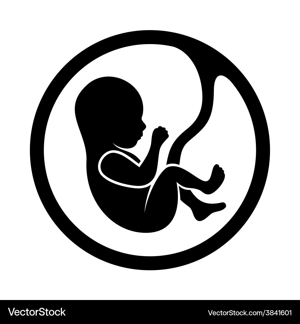 Fetus Icon Isolated on White Background Royalty Free Vector