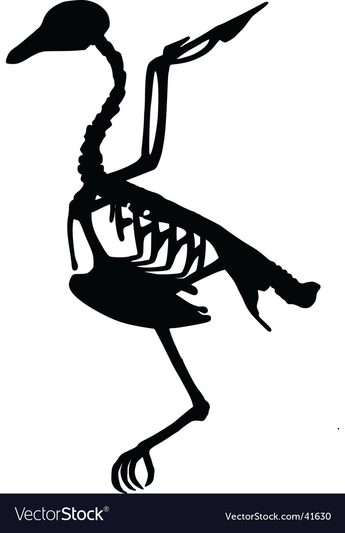 Bird skeleton Royalty Free Vector Image - VectorStock
