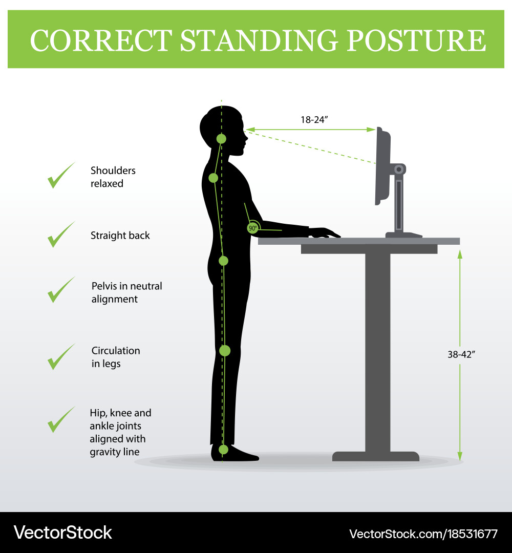 Ergonomic correct standing posture and height Vector Image