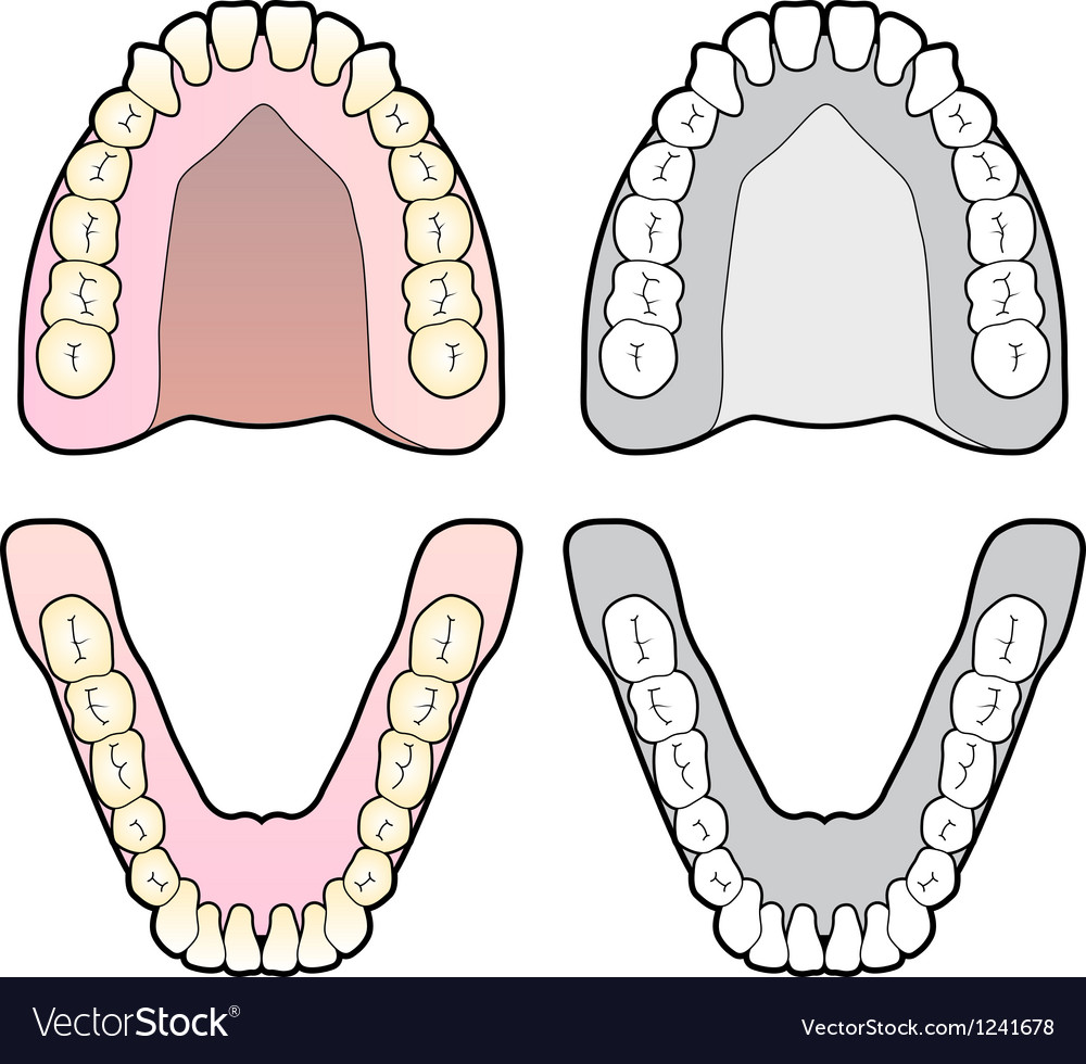 Tooth Vector