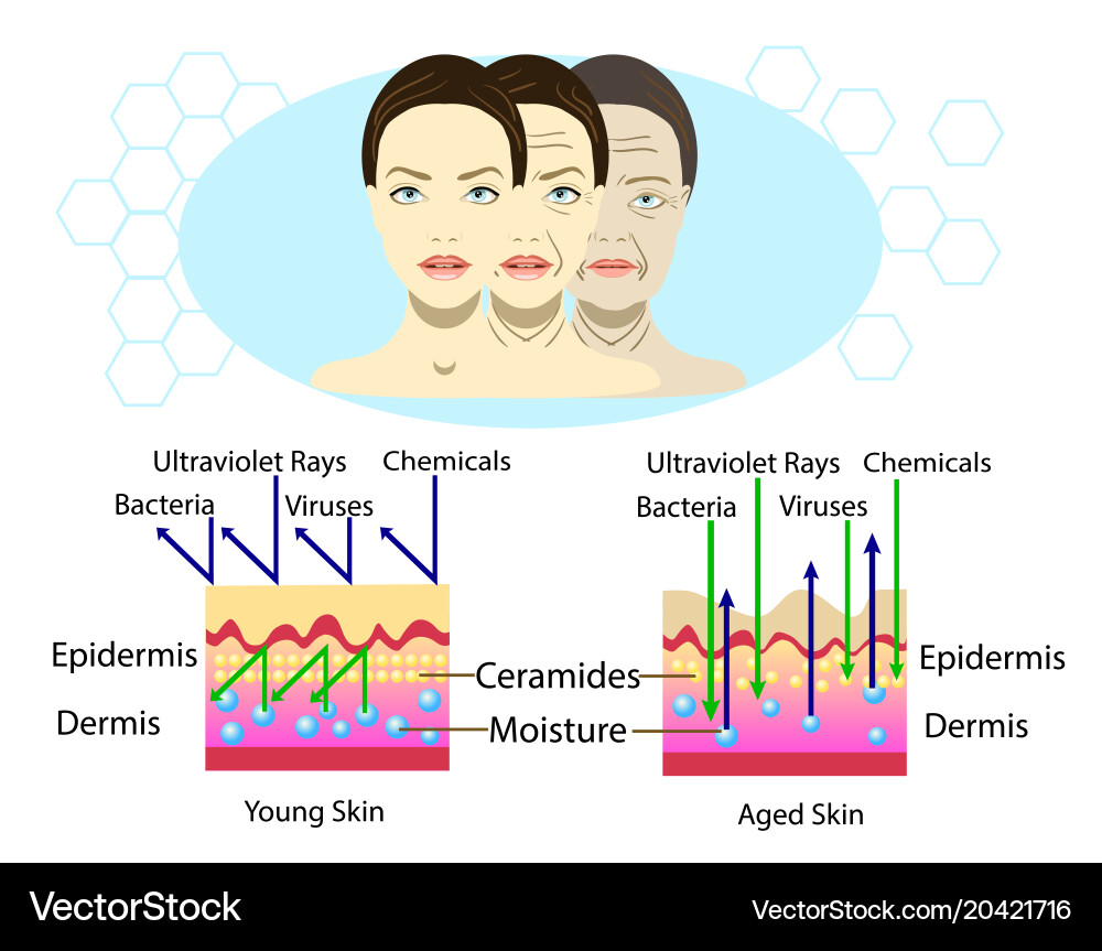 Effect of environment on the skin three types Vector Image